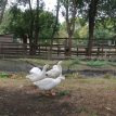 Mudchute Farm - Backyard Poultry